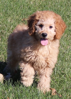 Multigen Mini Goldendoodle Puppies