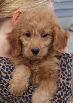 Multigen Mini Goldendoodle Puppies