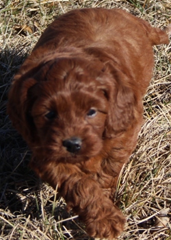 Multigen Mini Goldendoodle Puppies