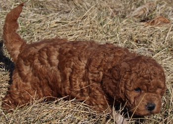 Multigen Mini Goldendoodle Puppies