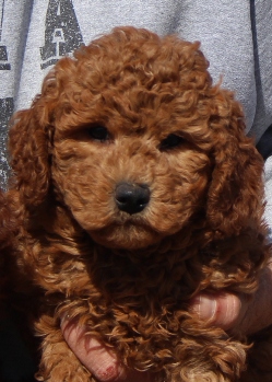 Multigen Mini Goldendoodle Puppies