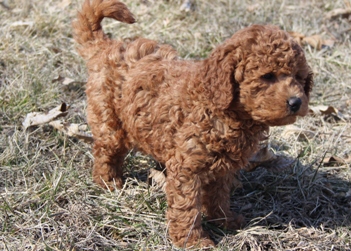 Multigen Mini Goldendoodle Puppies