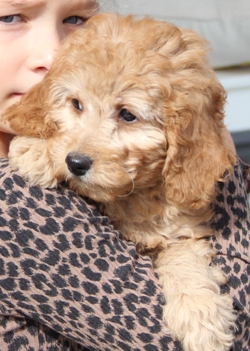 Multigen Mini Goldendoodle Puppies